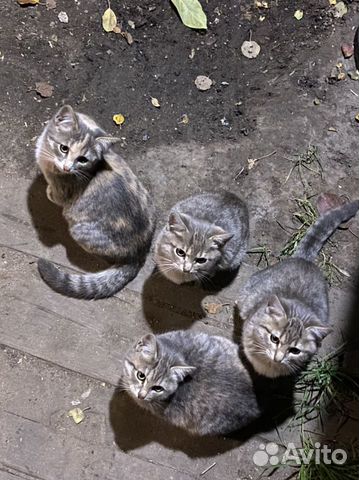 Котята бесплатно