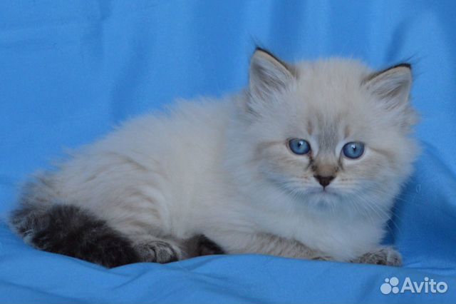 Невские маскарадные котята из профессионального пи