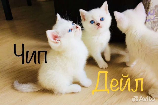 Голубоглазые и синеглазые Шиншиллы