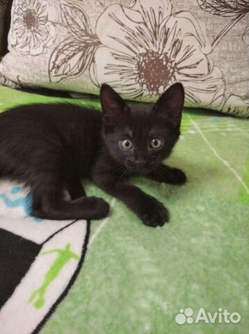 Черный котенок