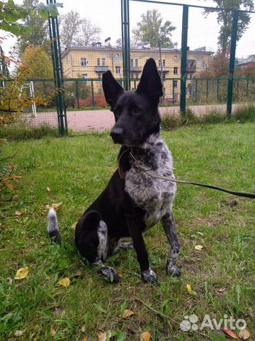 Собака, классная девчонка