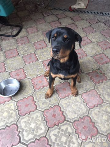 Шенок ротвейлера