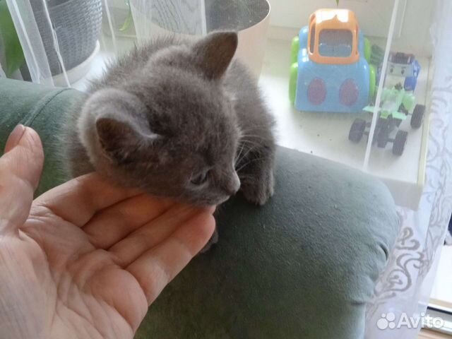 Британские котята