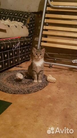 Малышка Китти ищет семью