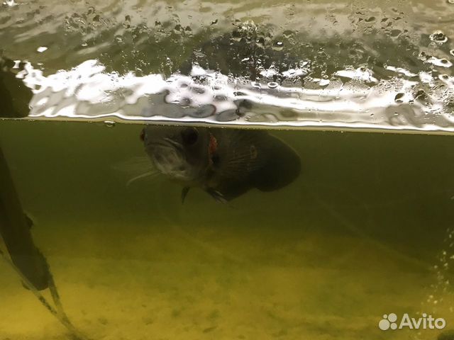 Рыба астранобус