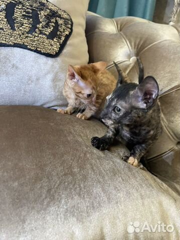 Котята корниш-рекс