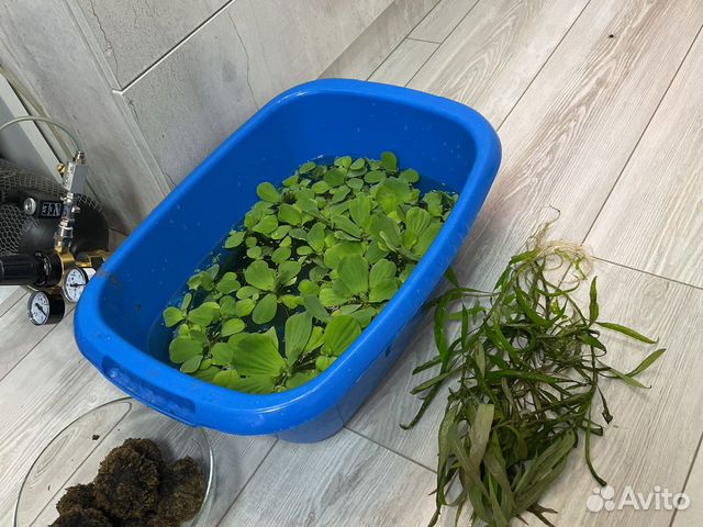 Прополка аквариумные растения отдам