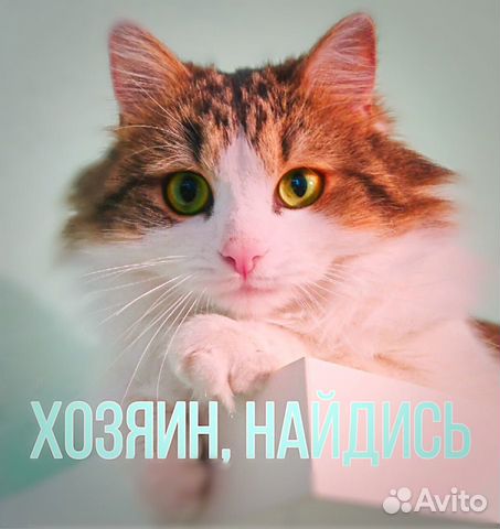 Кот в добрые руки бесплатно