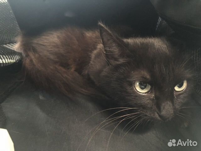 Кошечка 1 годик