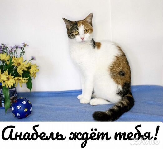 Трехцветная кошка в добрые руки