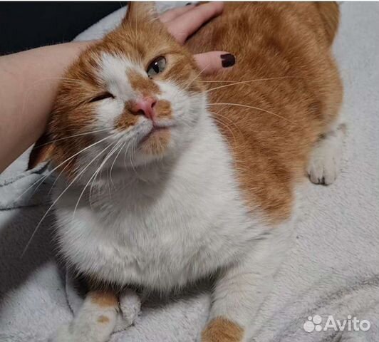 Брутальный кот Виски,1,5 года