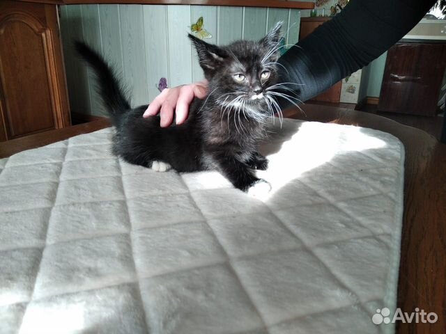 Кошечка в дар