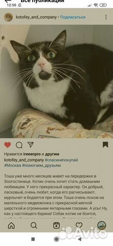 Пухленький мурлыка хороший ласковый кот