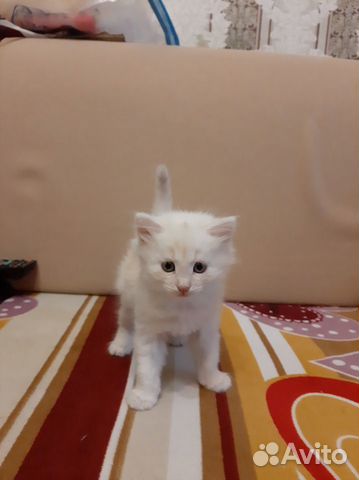 Котенок персиковый