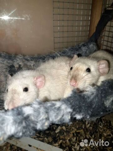 Крыса дамбо рекс