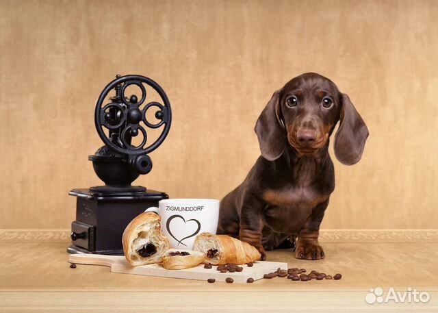 Щенок таксы миниатюрный