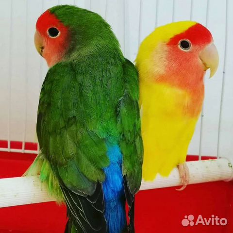 Попугаи неразлучники бесплатно