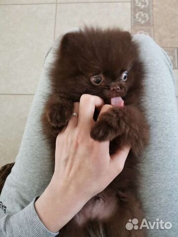 Эксклюзивный шоколадик