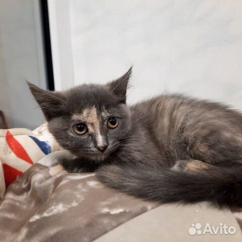 Кошка