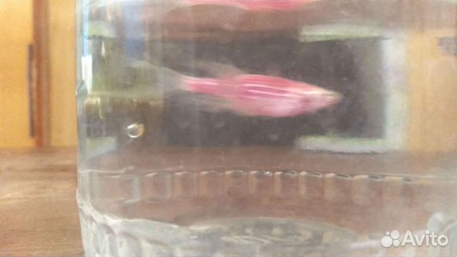 Рыбки данио Глофиш розовые