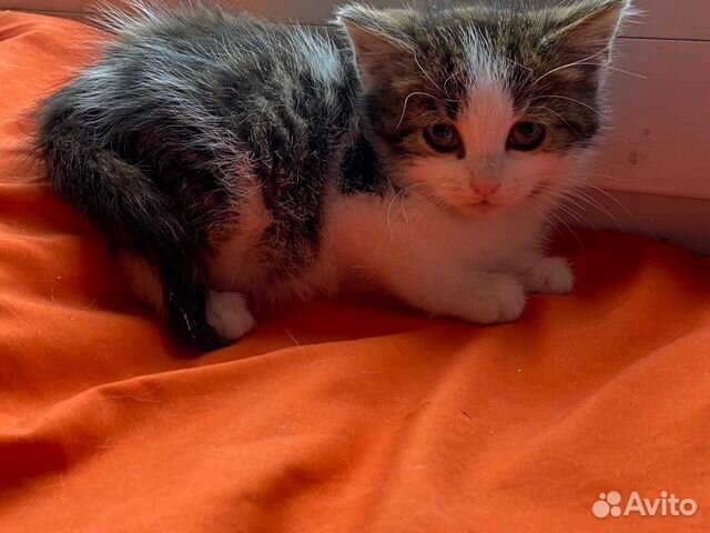 Милый пушистик (котёнок мальчик)