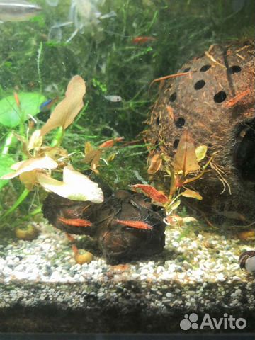 Креветки чери