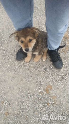 Кутенок в добрые руки