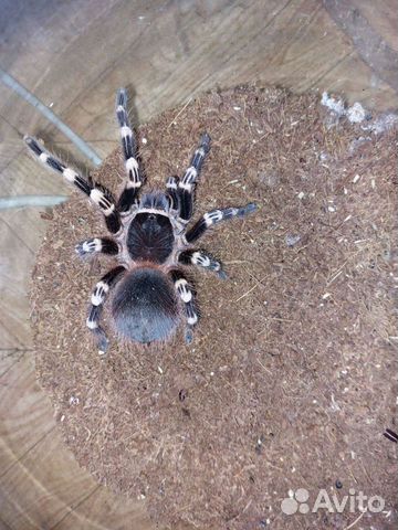 Паук птицеед