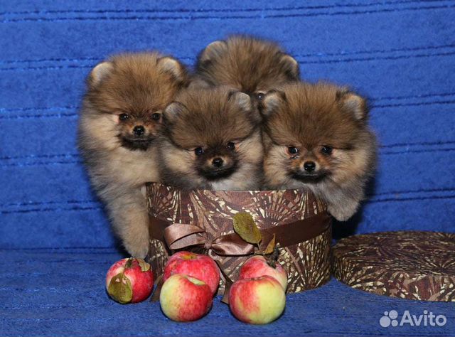 Щенки шпица