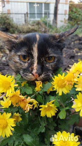 Отдадим котенка