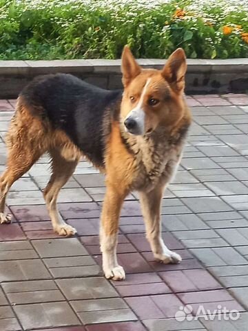 Собака в добрые руки