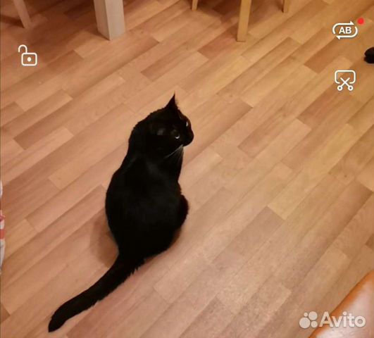 Домашний кот бесплатно