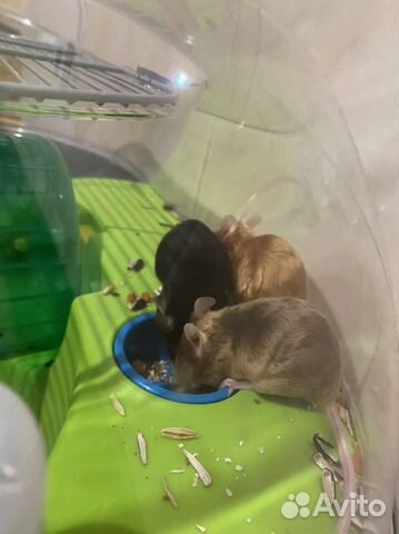 Сатиновые мышки девочки