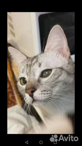 Мальчишка, метис шотландцев