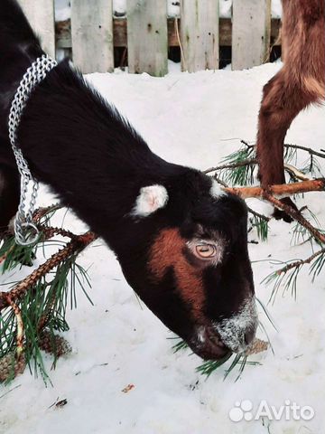 Козы ламанча