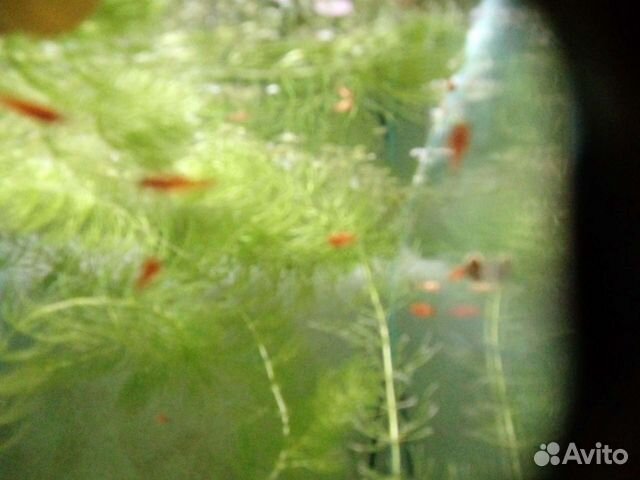 Меченосцев малек