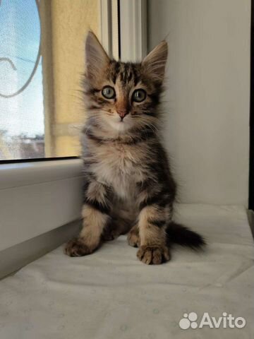Котёнок Каштанчик
