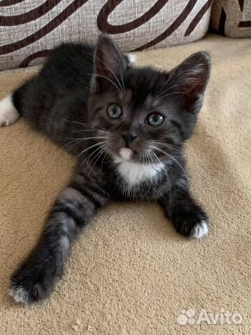 Котята 1,5 месяца в семью
