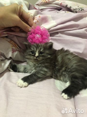 Сибирские котята