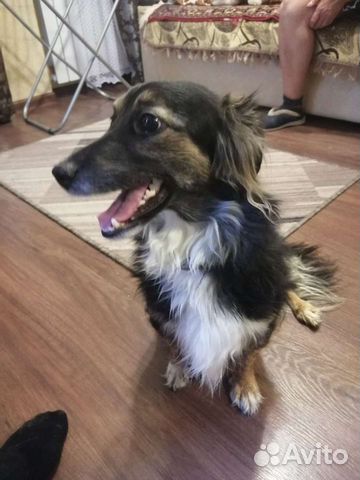 Собака в добрые руки шелти