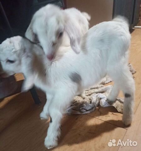 Нубийские козы