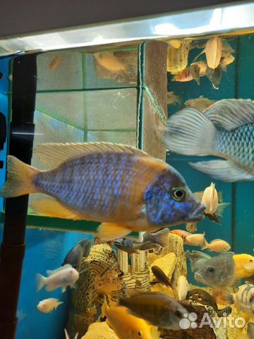 Аулонокара рэд рубин