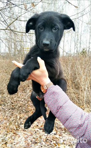 Щенок, типаж овчаренка ищет дом