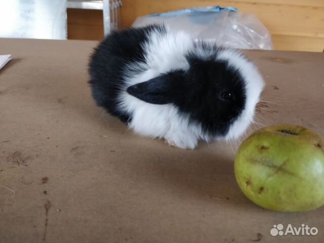 Вислоухие крольчата