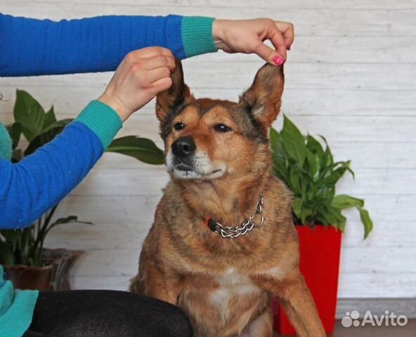 Фея-собака которая умеет любить