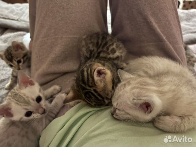 Бенгальские котята москва
