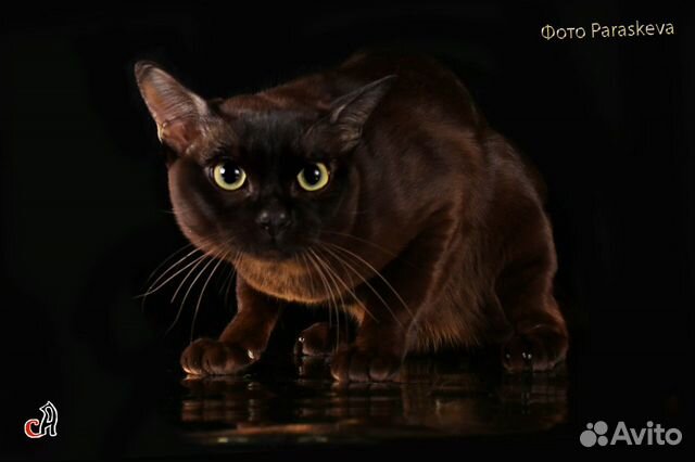 Бурманская