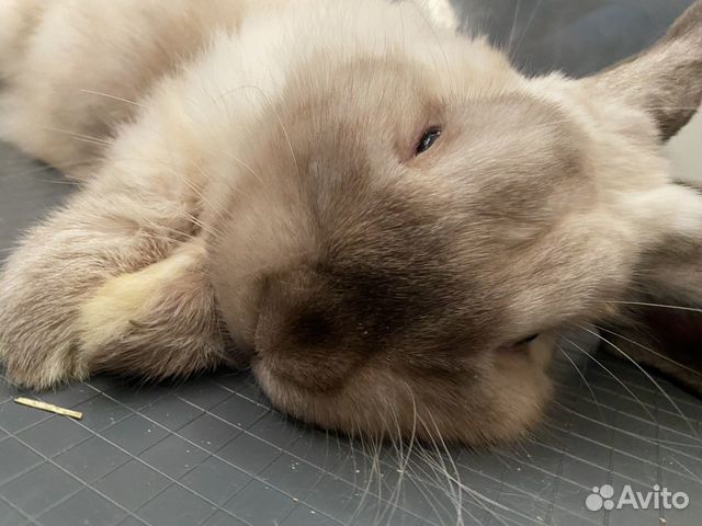 Вязка кроликов