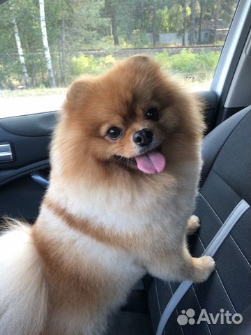 Померанский шпиц