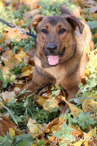 Особенный солнечный Дюшес